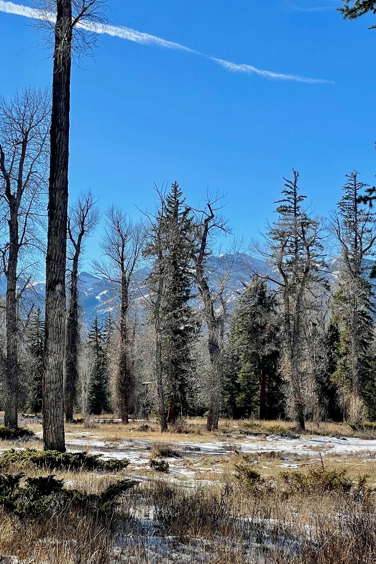 250 E Phelps Canyon Rd, Jackson, WY 83001
