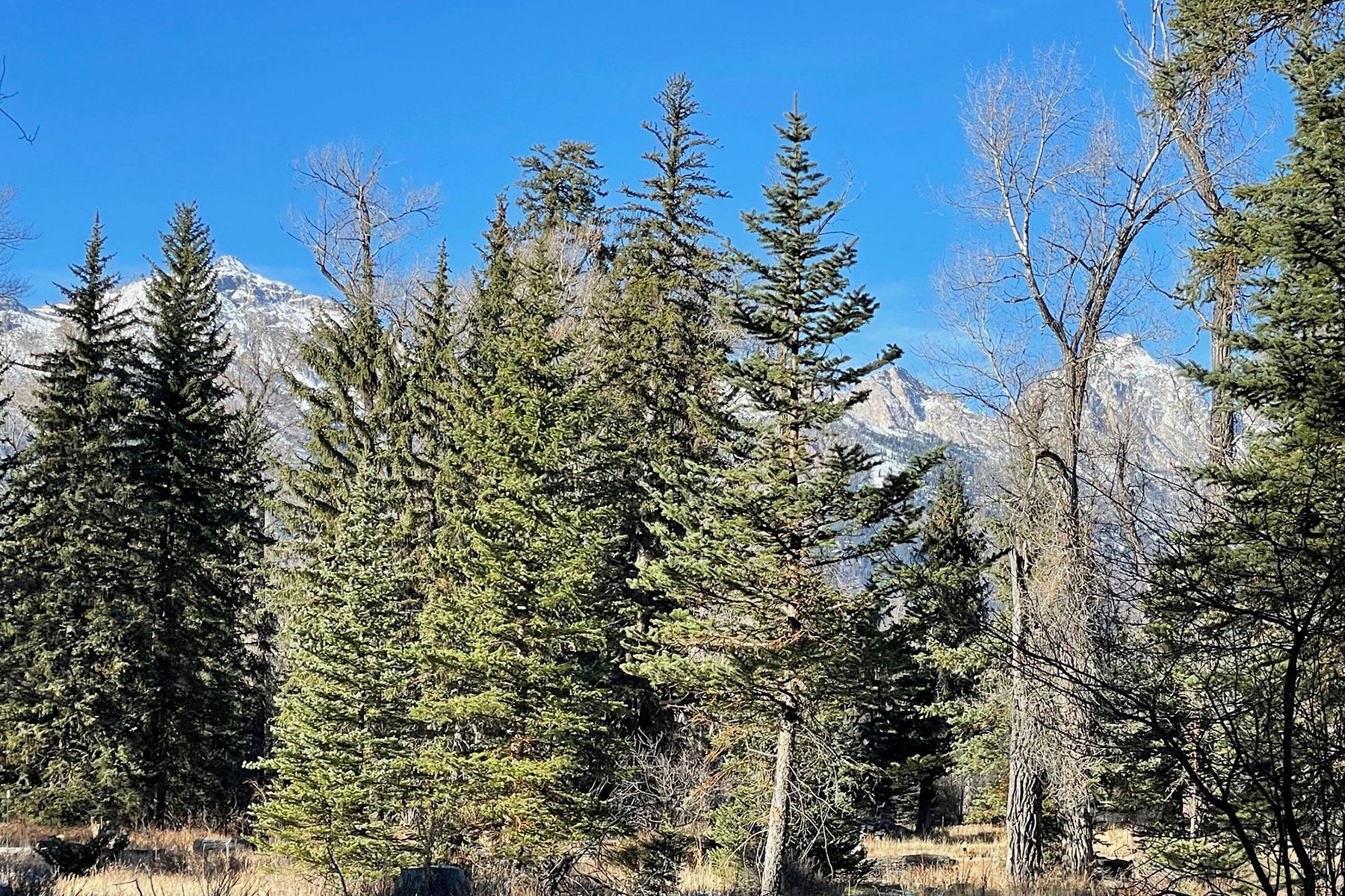 250 E Phelps Canyon Rd, Jackson, WY 83001
